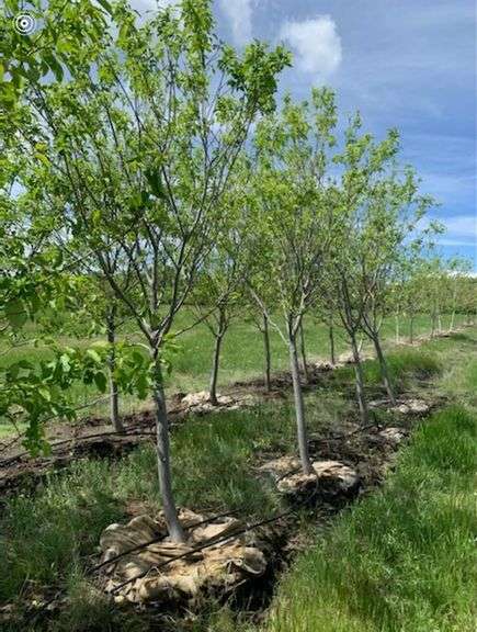 MAYDAY TREE, Approx. 70mm - Wild Rose Auction Services