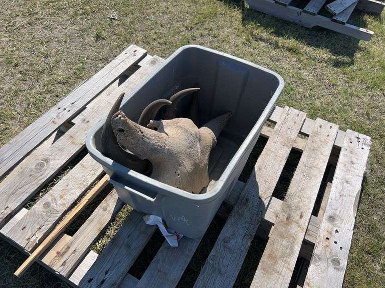 Coat Rack from bull Horns, Top of Bison Scull *Unreserved* - Wild Rose ...