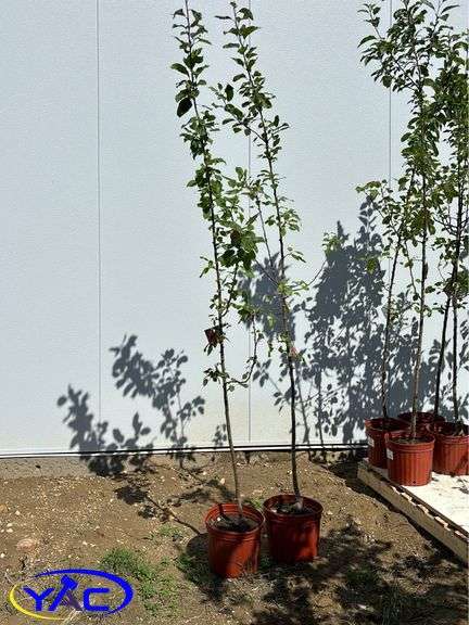 2 - Kerr Crabapple Trees ( BIDDER MUST PAY 2X THE BID PRICE ) - YAC ...