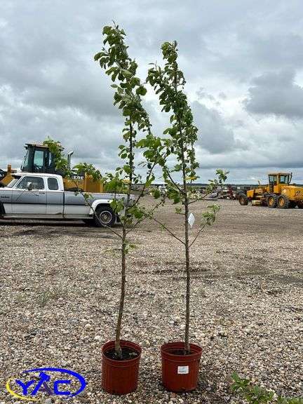 2 - Norkent Apple Trees ( BIDDER MUST PAY 2X THE BID PRICE ) - YAC Auctions
