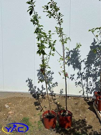 2 - Kerr Crabapple Trees ( BIDDER MUST PAY 2X THE BID PRICE ) - YAC ...