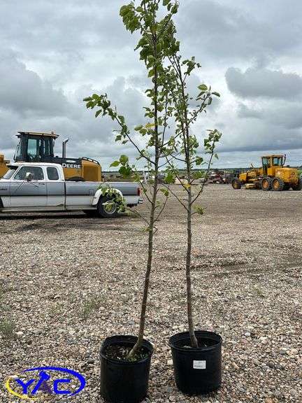 2 - Norkent Apple Trees ( BIDDER MUST PAY 2X THE BID PRICE ) - YAC Auctions