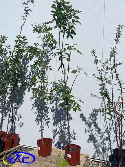 2- Prairie Spire Ash Shade Trees ( BIDDER MUST PAY 2X THE BID PRICE ...