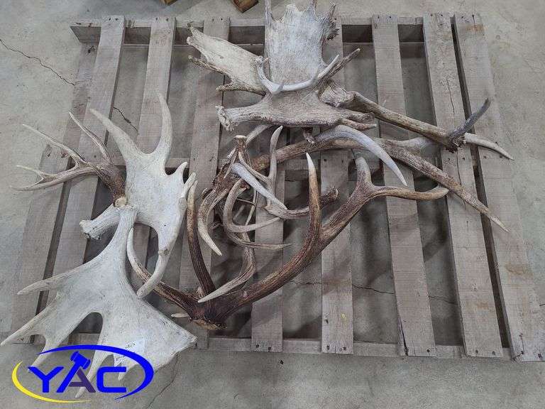 Shed Antlers - YAC Auctions